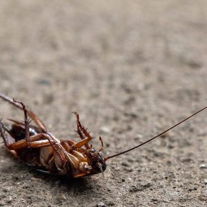 Superior Pest Control Solutions in Dunsborough & the South West