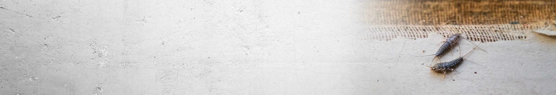 Silverfish Pest control Dunsborough & the South West | Free Quote