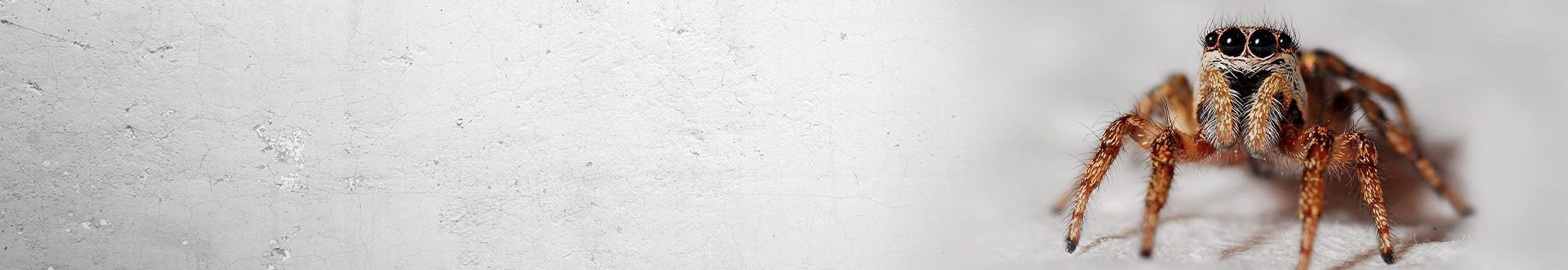 Spider Treatment in Dunsborough & the South West | Free Quote