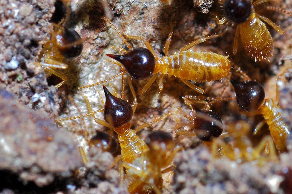 Non-chemical Termite Control Dunsborough & The South West
