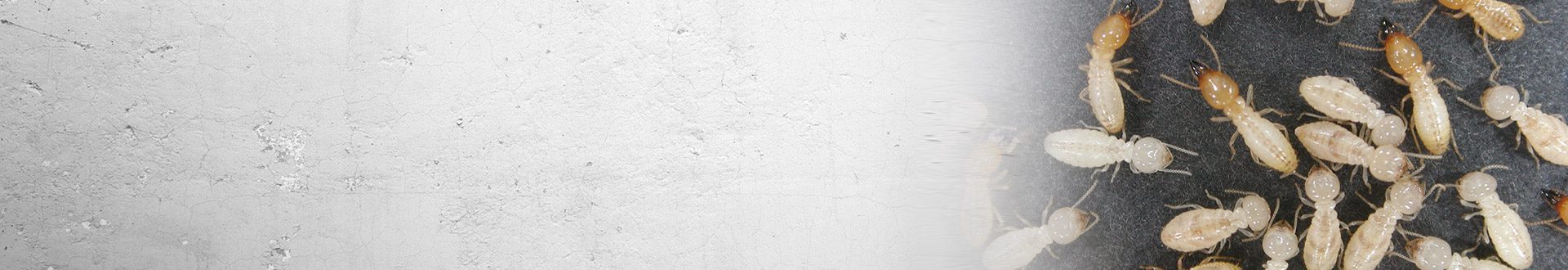 Best Termite Control in Dunsborough | Bug Pest Control